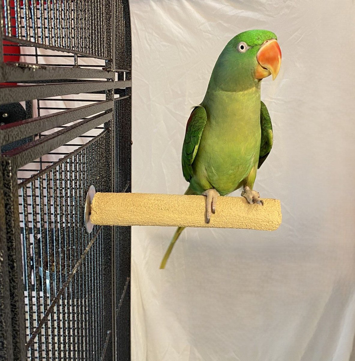 POLLY'S PET PRODUCTS Pastel Bird Perch, Brown, Medium - Chewy.com