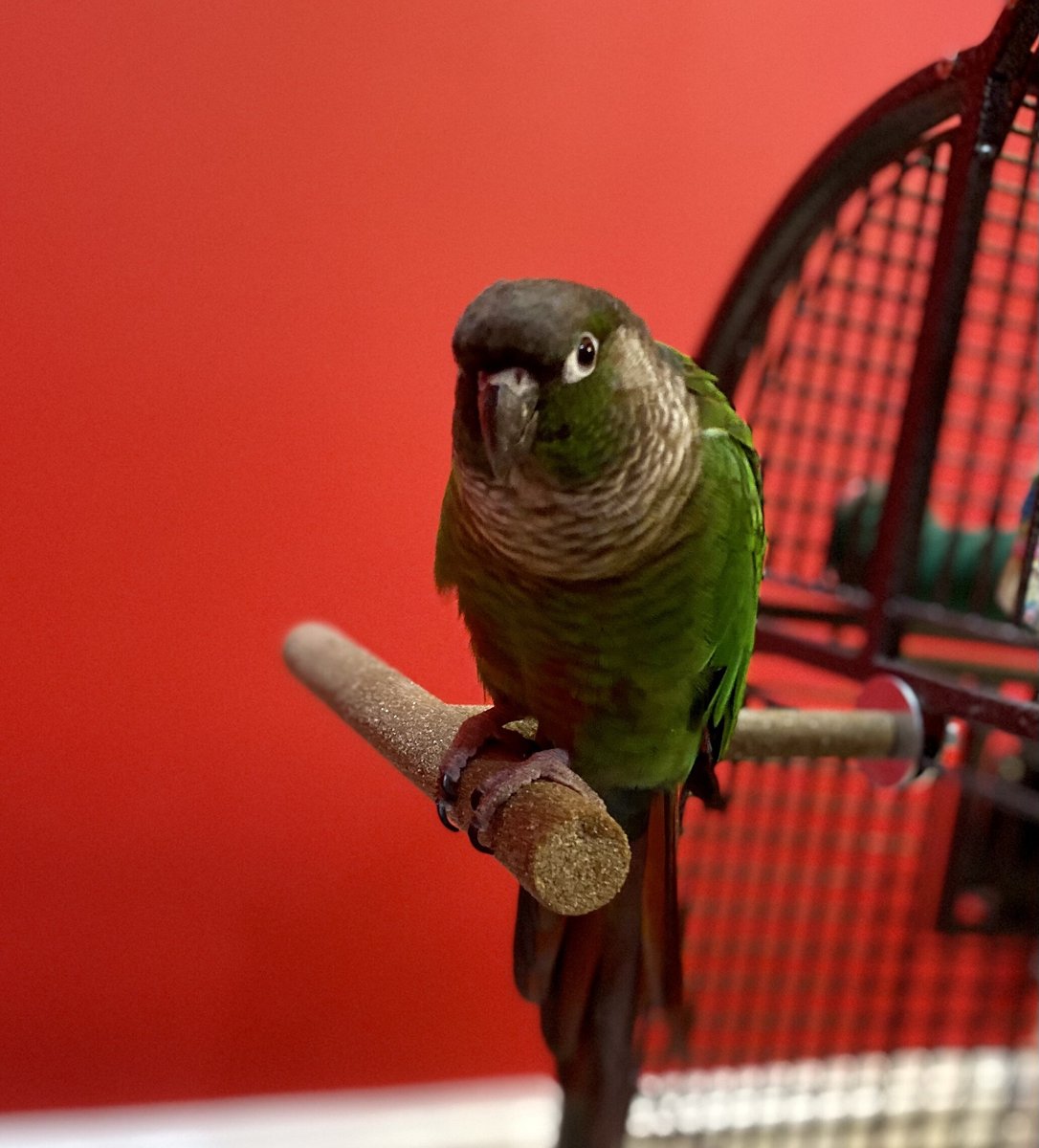 POLLY'S PET PRODUCTS T Perch Bird Perch, Small - Chewy.com