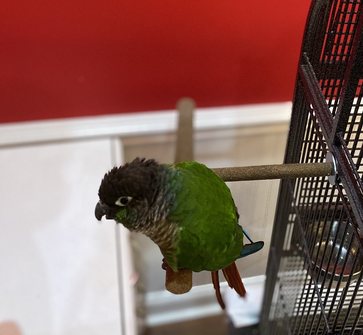 POLLY'S PET PRODUCTS T Perch Bird Perch, Small - Chewy.com