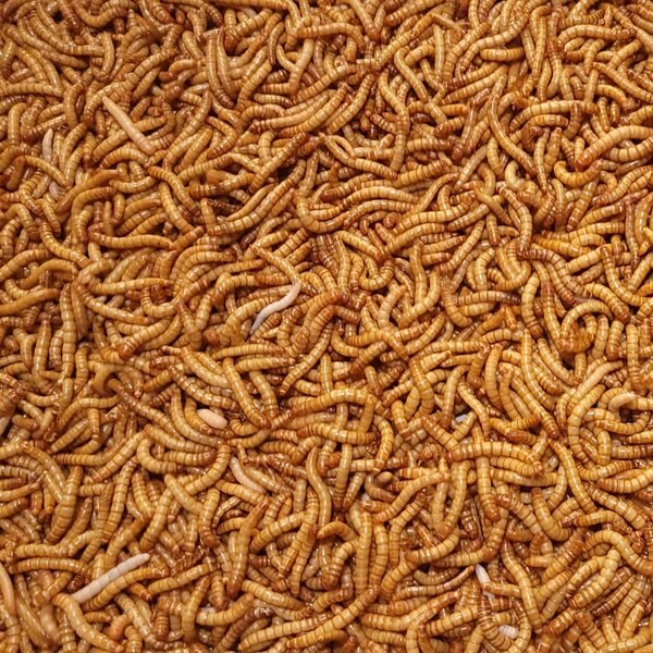 PREDATOR FOODS Live Giant Mealworms Reptile Food, 1,000 count - Chewy.com