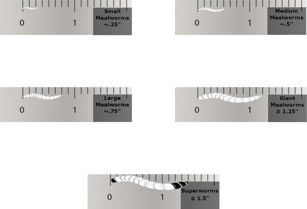 PREDATOR FOODS Live Giant Mealworms Reptile Food, 50 count - Chewy.com