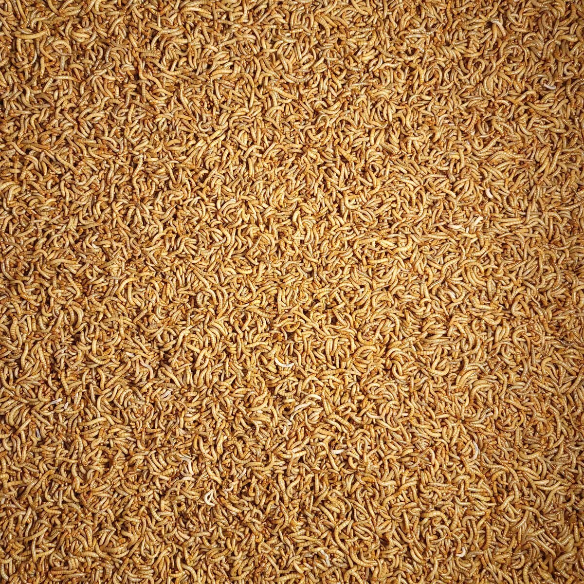 PREDATOR FOODS Live Mealworms, Large, 10,000 count - Chewy.com