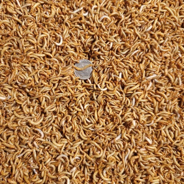 PREDATOR FOODS Live Mealworms, Medium, 5,000 count - Chewy.com
