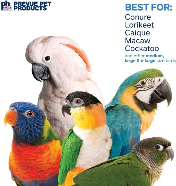 PREVUE PET PRODUCTS Playfuls Wizard Bird Toy, Multicolor - Chewy.com