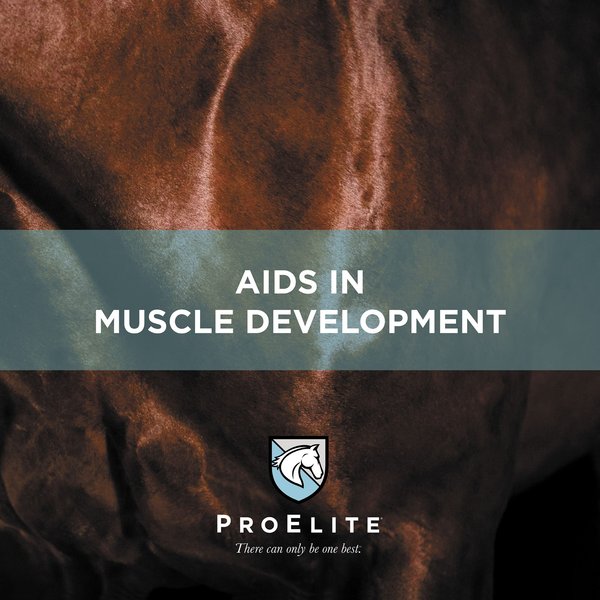 PROELITE Topline Advantage Pellets Horse Supplement, 25-lb bag - Chewy.com