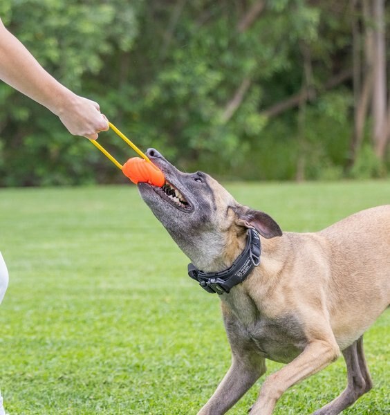 PROJECT HIVE PET COMPANY Looped Ball Dog Toy, Orange, Large - Chewy.com
