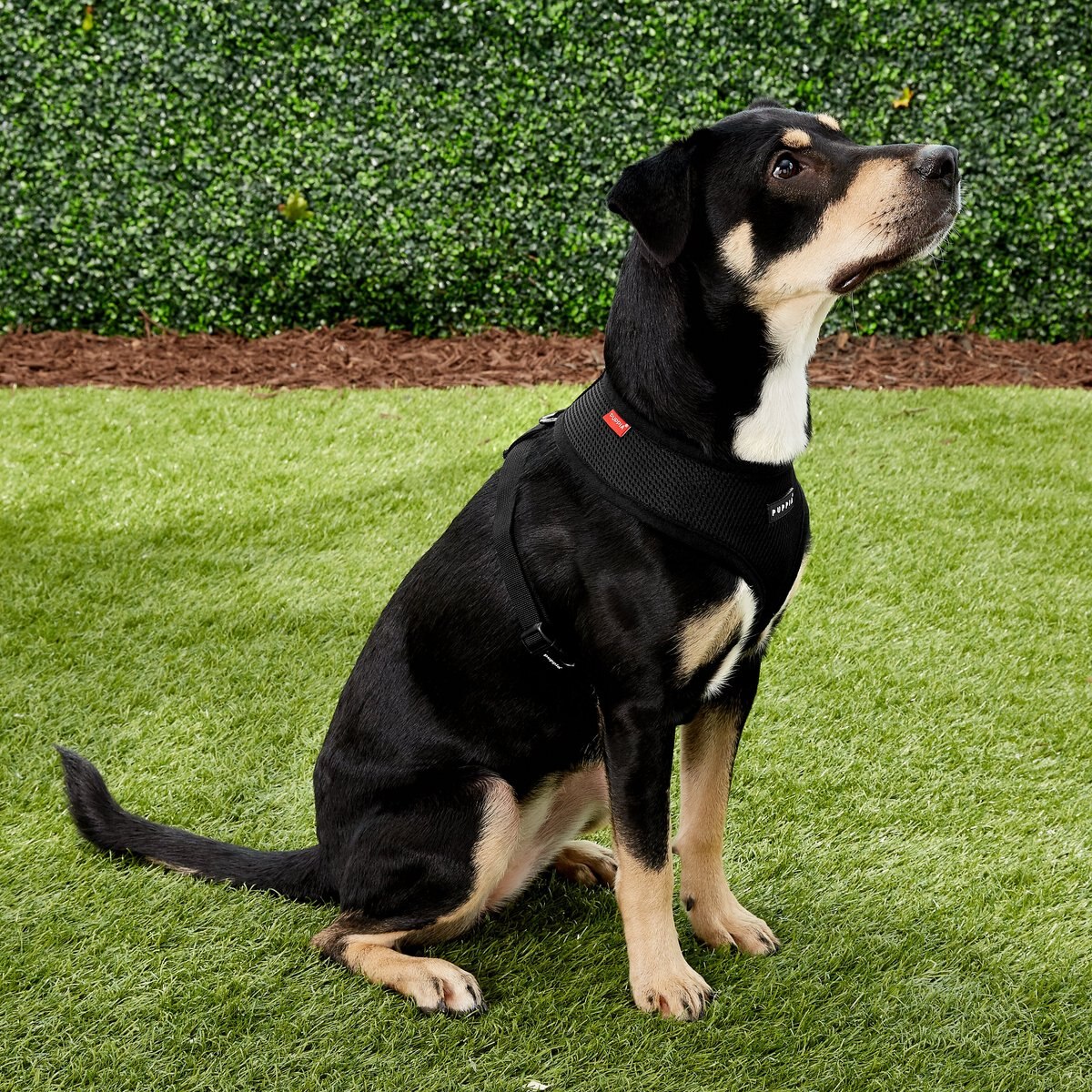 PUPPIA Polyester Back Clip Dog Harness, Black, Large: 20 to 29-in chest ...