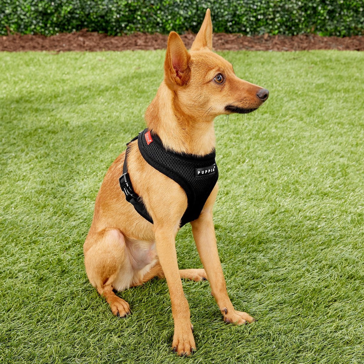 PUPPIA Polyester Back Clip Dog Harness, Black, Small - Chewy.com