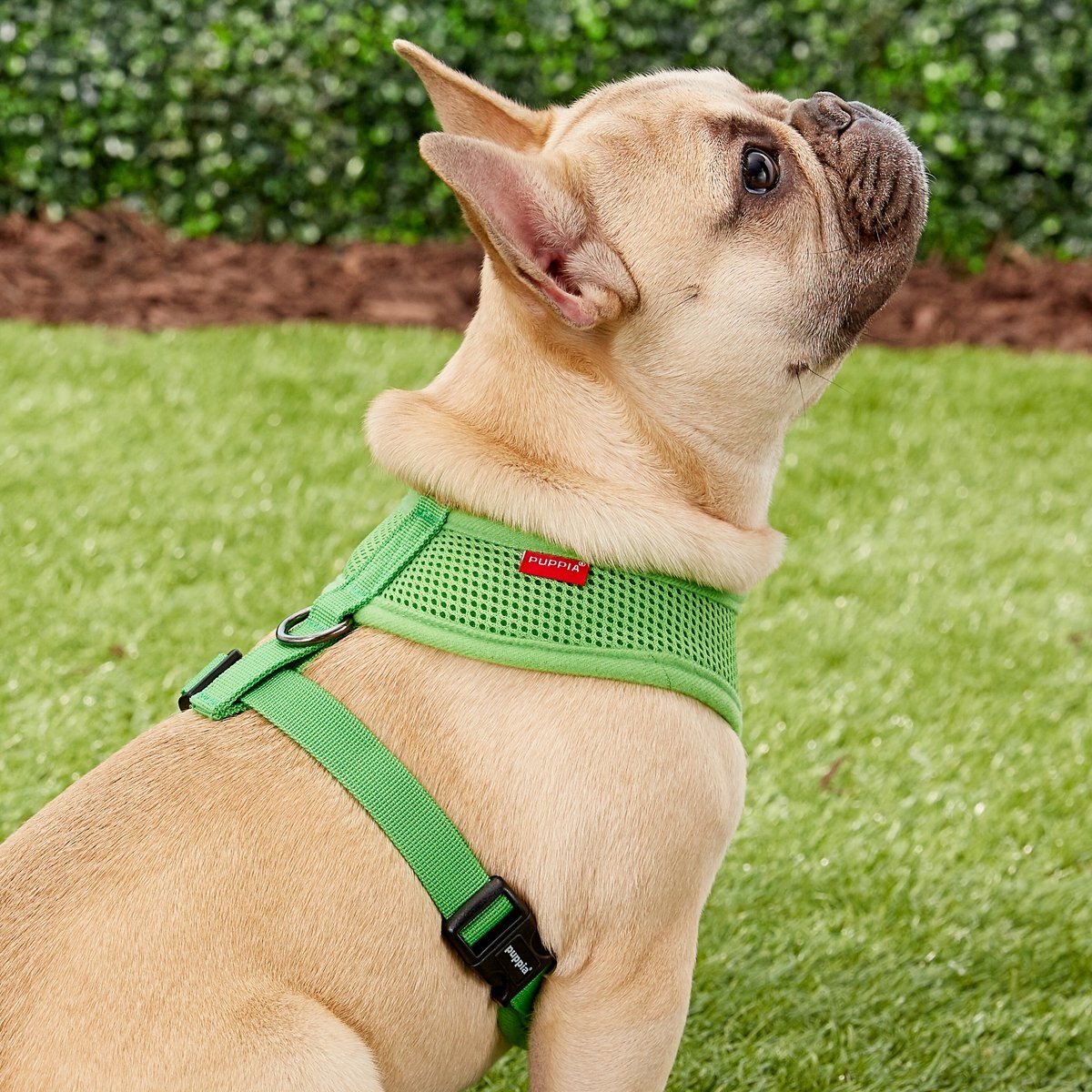 PUPPIA Polyester Back Clip Dog Harness, Green, Medium: 16 to 22-in ...