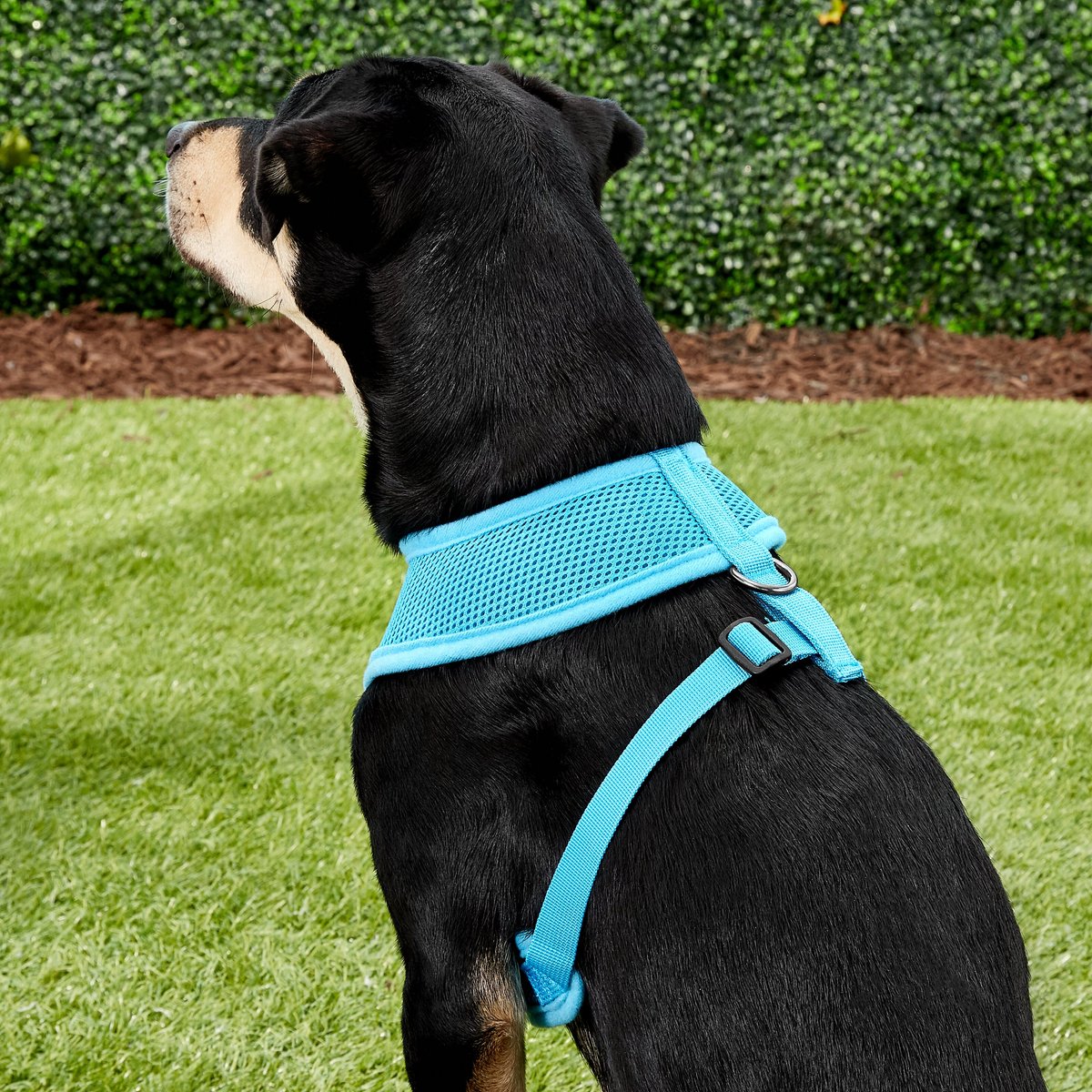 PUPPIA Polyester Back Clip Dog Harness, Sky Blue, Large: 20 to 29-in ...