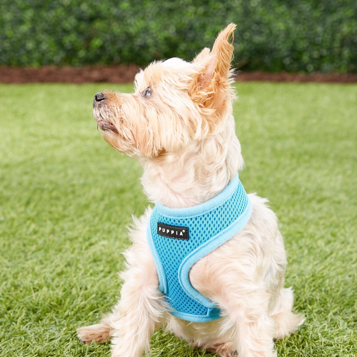 PUPPIA Polyester Back Clip Dog Harness, Sky Blue, X-Small - Chewy.com