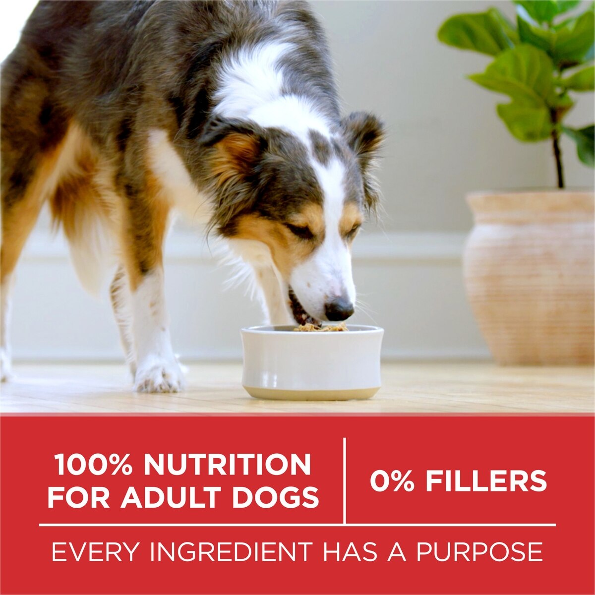 PURINA ONE Lamb & Rice Formula High-Protein Dry Dog Food, 80-lb bundle ...