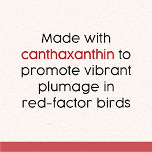 QUIKO Special Red Egg Food Supplement for Red Factor Canaries, 1.1-lb ...