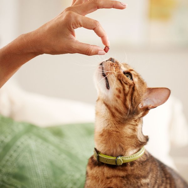 Discontinued - RACHAEL RAY NUTRISH Soft Spots Tuna Cat Treats, 2.5-oz ...