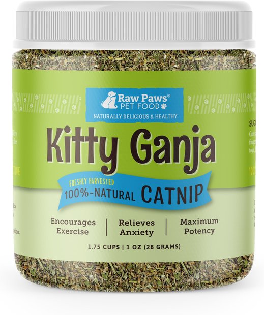 Catnip - Free Shipping | Chewy
