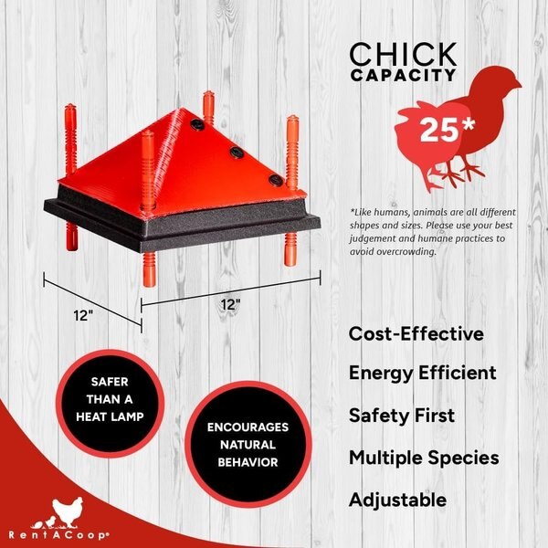 chicken brooder temperature