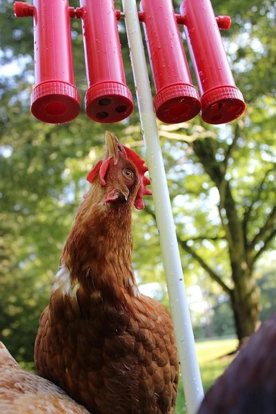 RENTACOOP Chicken Treat Dispenser, Large - Chewy.com