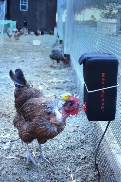 RENTACOOP Heated Poultry Drinker, 64-oz - Chewy.com