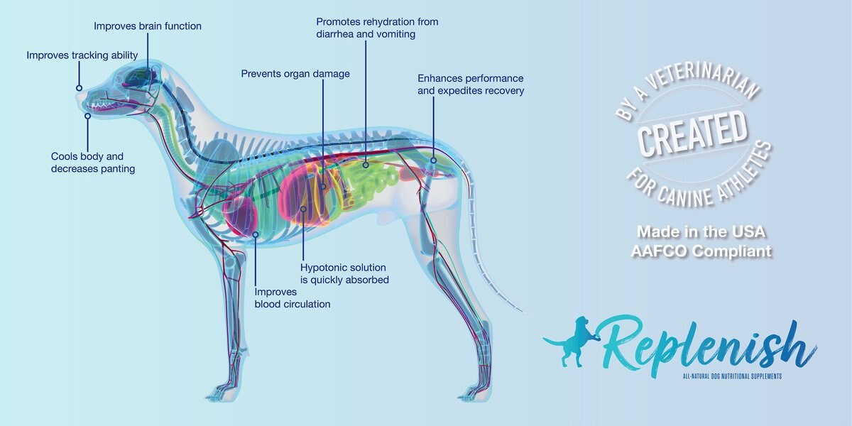 REPLENISH DOG WATER Recovery All-Natural Dog Powder Supplement, 10 ...