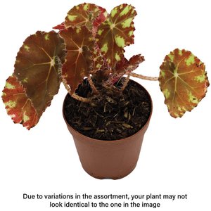REPTIFAUNA Assorted Begonia Tropical Live Plant, 2-in Pot - Chewy.com