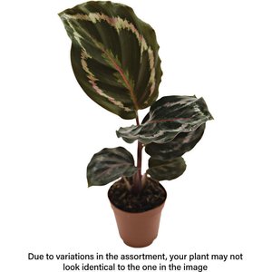 REPTIFAUNA Assorted Calathea Tropical Live Plant, 2-in Pot - Chewy.com