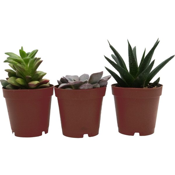REPTIFAUNA Bearded Dragon 2-in Pot Live Plant, 3 count - Chewy.com