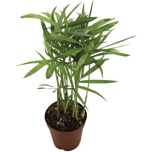 REPTIFAUNA Neanthe Bella Palm Tropical Live Plant, 2-in Pot - Chewy.com
