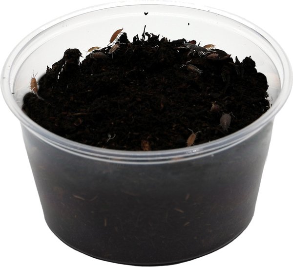 REPTIFAUNA Party Mix Isopod, 16-oz, 10 count - Chewy.com