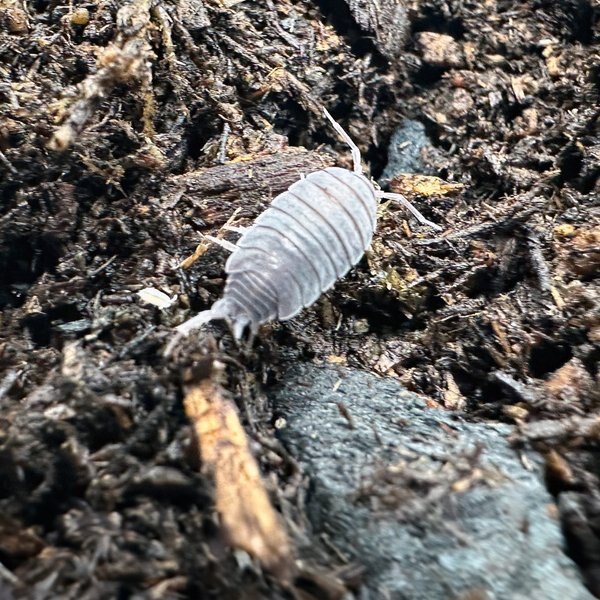 REPTIFAUNA Powder Blue Isopod, 16-oz, 15 count - Chewy.com