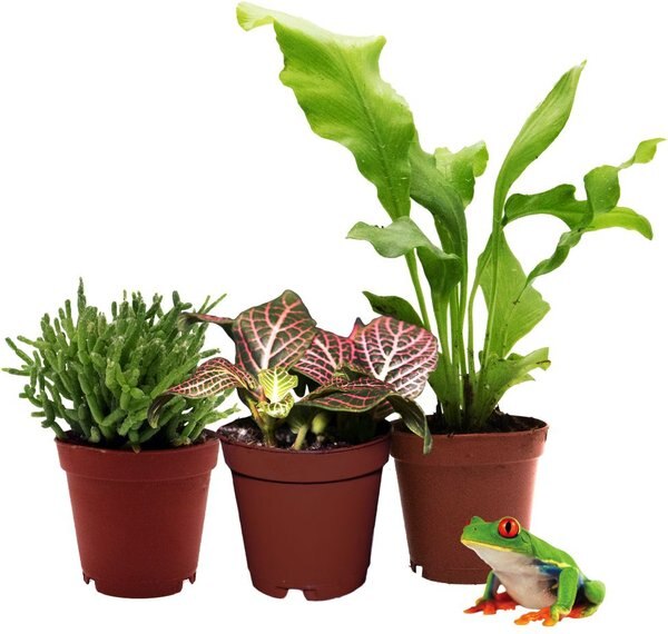 REPTIFAUNA Tree Frog 2-in Pot Live Plant, 3 count - Chewy.com
