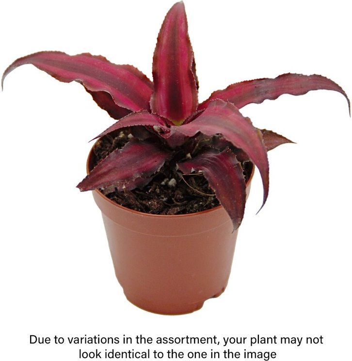 Crested Gecko Tank Decor | Chewy