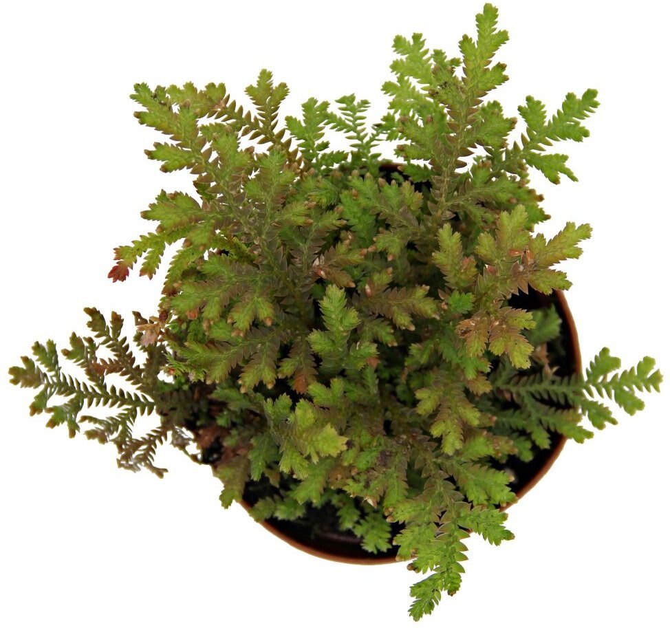 Temporarily Unavailable - REPTIFAUNA Tropical Moss Live Plant, 2-in Pot ...