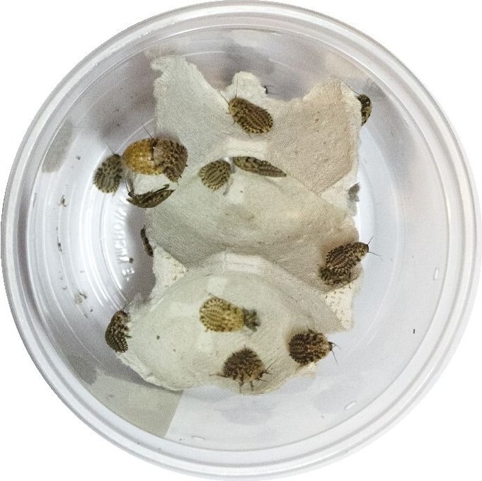 REPTIFEAST Discoid Reptile Food, Medium, 25 count - Chewy.com