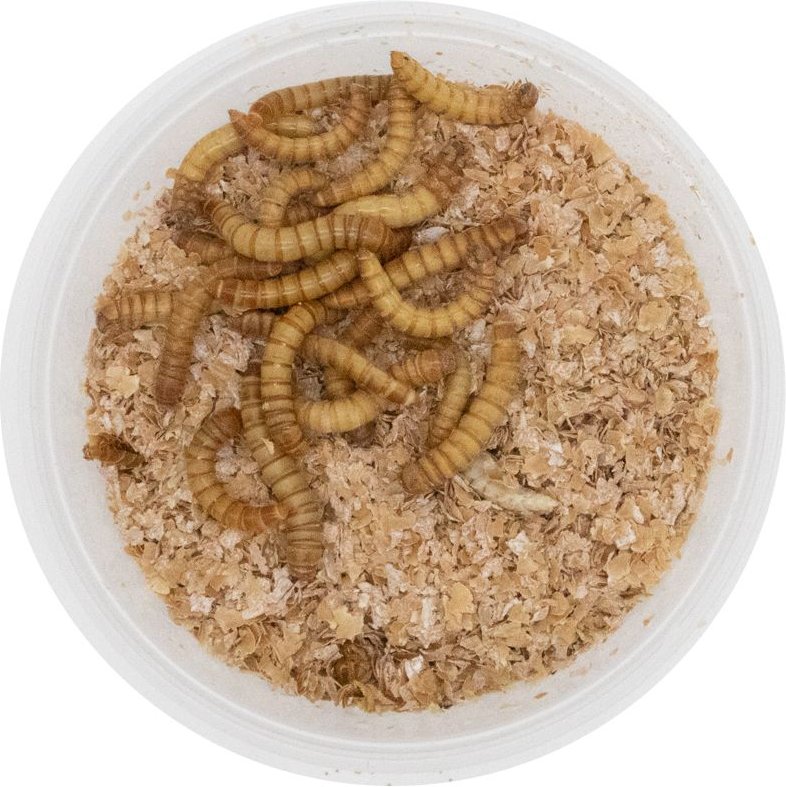 Temporarily Unavailable - REPTIFEAST Giant Mealworm Reptile Food, 35 ...