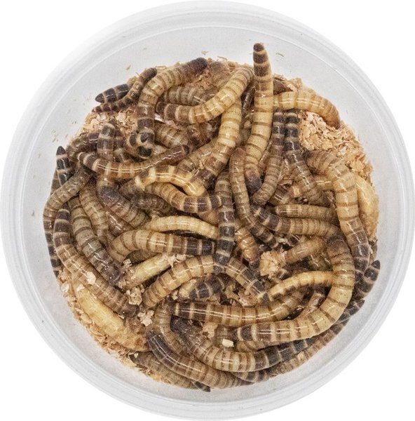 REPTIFEAST Superworm Reptile Treats, 50 count - Chewy.com