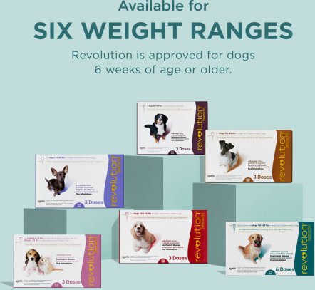 REVOLUTION Topical Solution for Dogs, 5.1-10 lbs, (Purple Box) - Easy ...