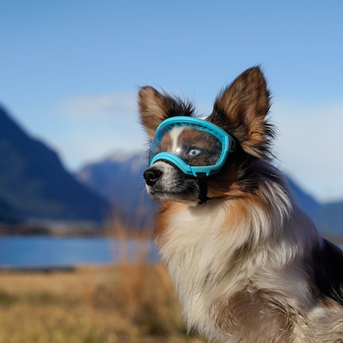 Out of Stock - REX SPECS V2 Dog Goggles, Big Horn Blue, X-Large - Chewy.com