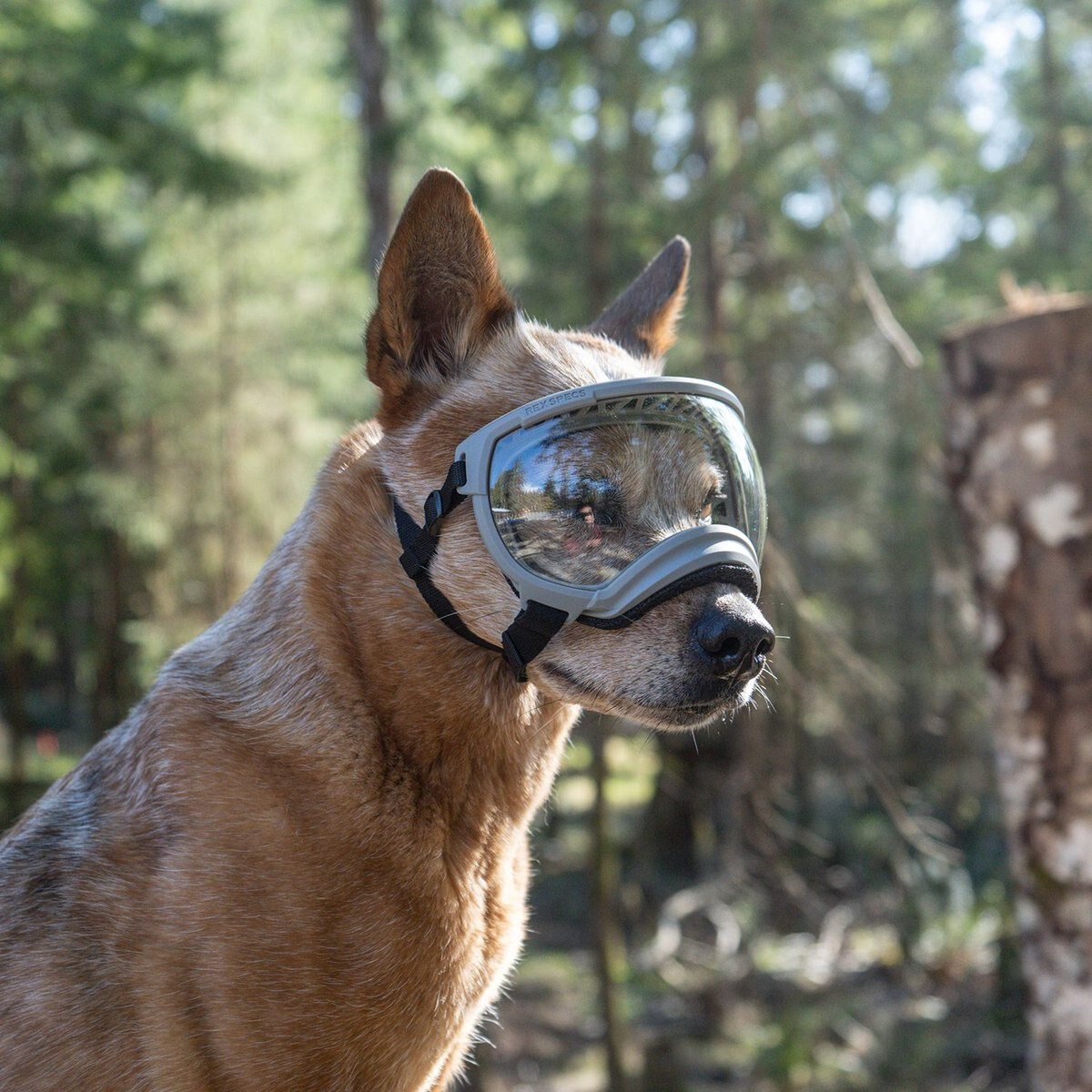 REX SPECS V2 Dog Goggles, Gallatin Grey, Large - Chewy.com