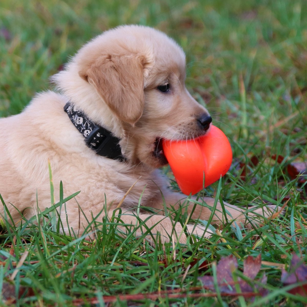 RUFF DAWG Dawg-Hart Tough Rubber Dog Chew Toy, Red, Regular - Chewy.com