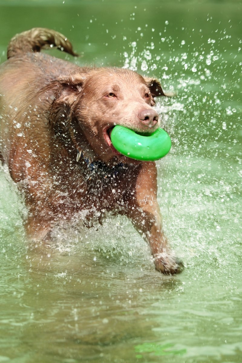 RUFF DAWG, Dawg Nut Tough Dog Chew Toy, Color Varies, X-Large - Chewy.com