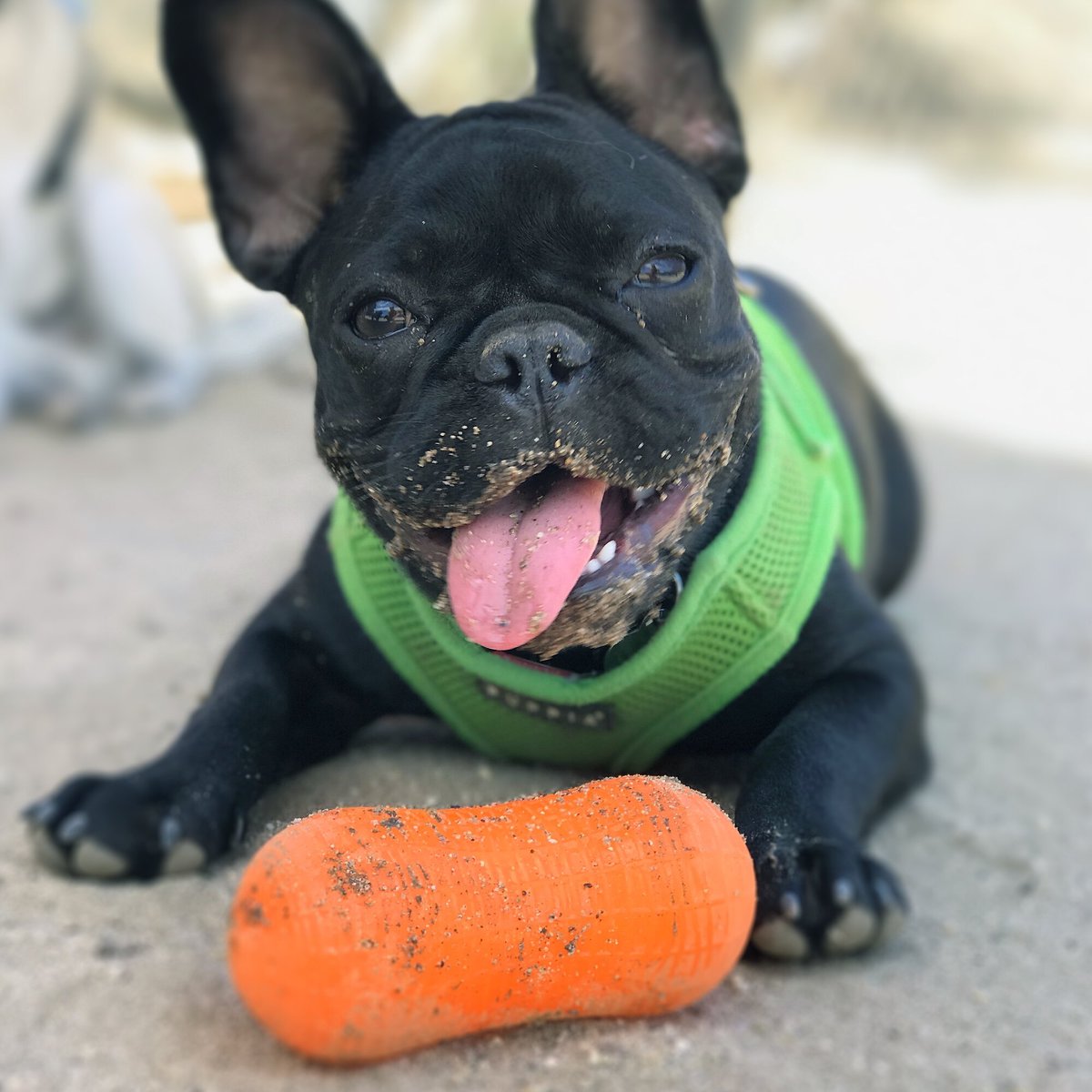 RUFF DAWG Peanut Treat Dispenser Tough Dog Toy, Color Varies, Weenut ...