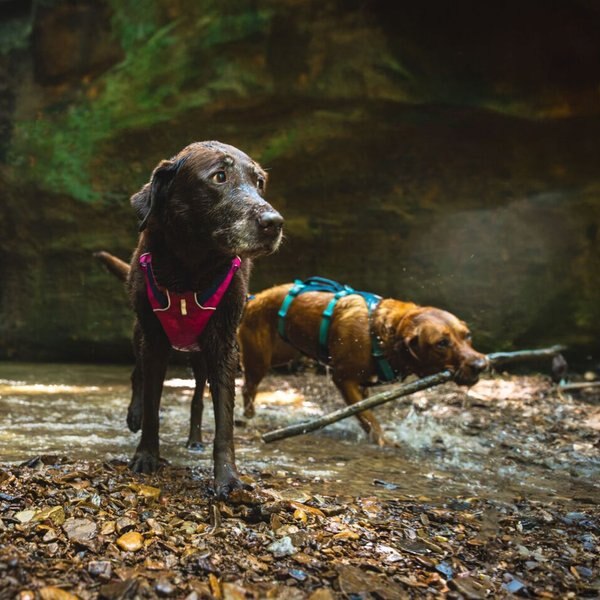 RUFFWEAR Flagline Front-Clip Dog Harness, Alpenglow Pink, X-Small: 17 ...