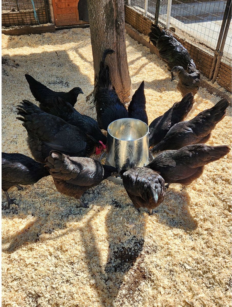 RUGG'EGG' RANCH Hanging Poultry Feeder - Chewy.com