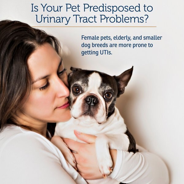 RX VITAMINS Cranberry Rx Capsules Urinary Supplement for Cats & Dogs ...