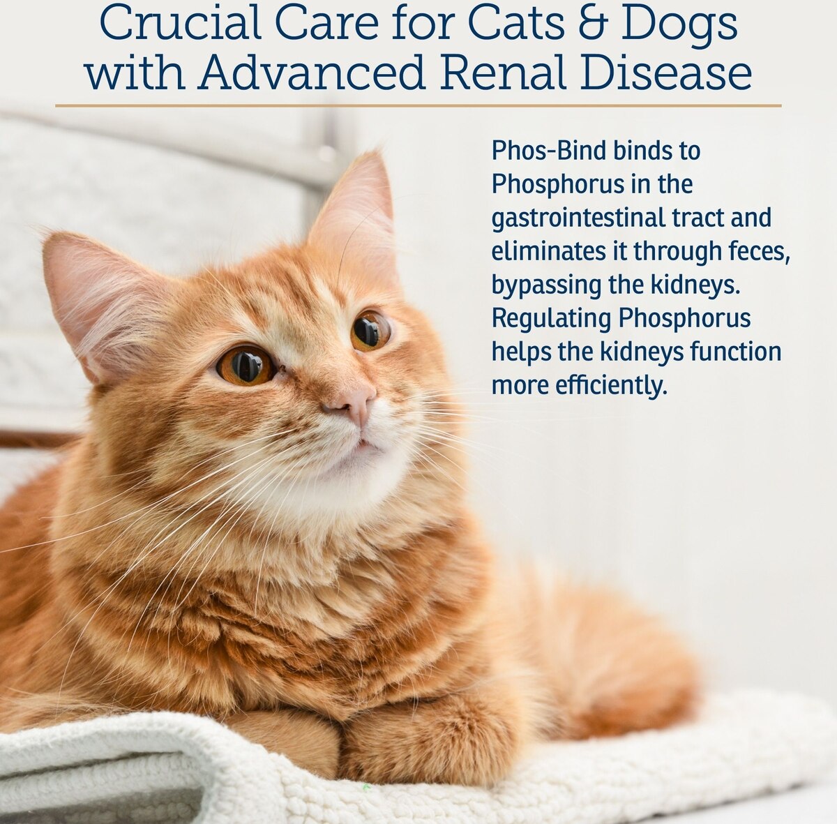 RX VITAMINS Phos-Bind Kidney Support Dog & Cat Supplement, 35-g bottle ...