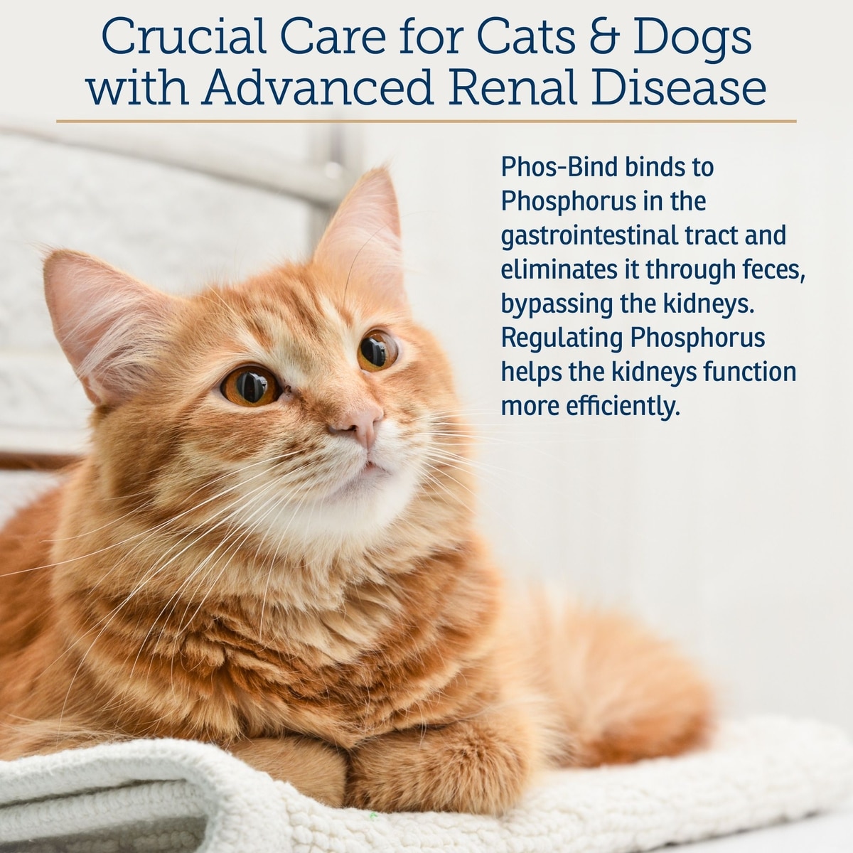 RX VITAMINS Phos-Bind Kidney Support Dog & Cat Supplement, 35-g bottle ...