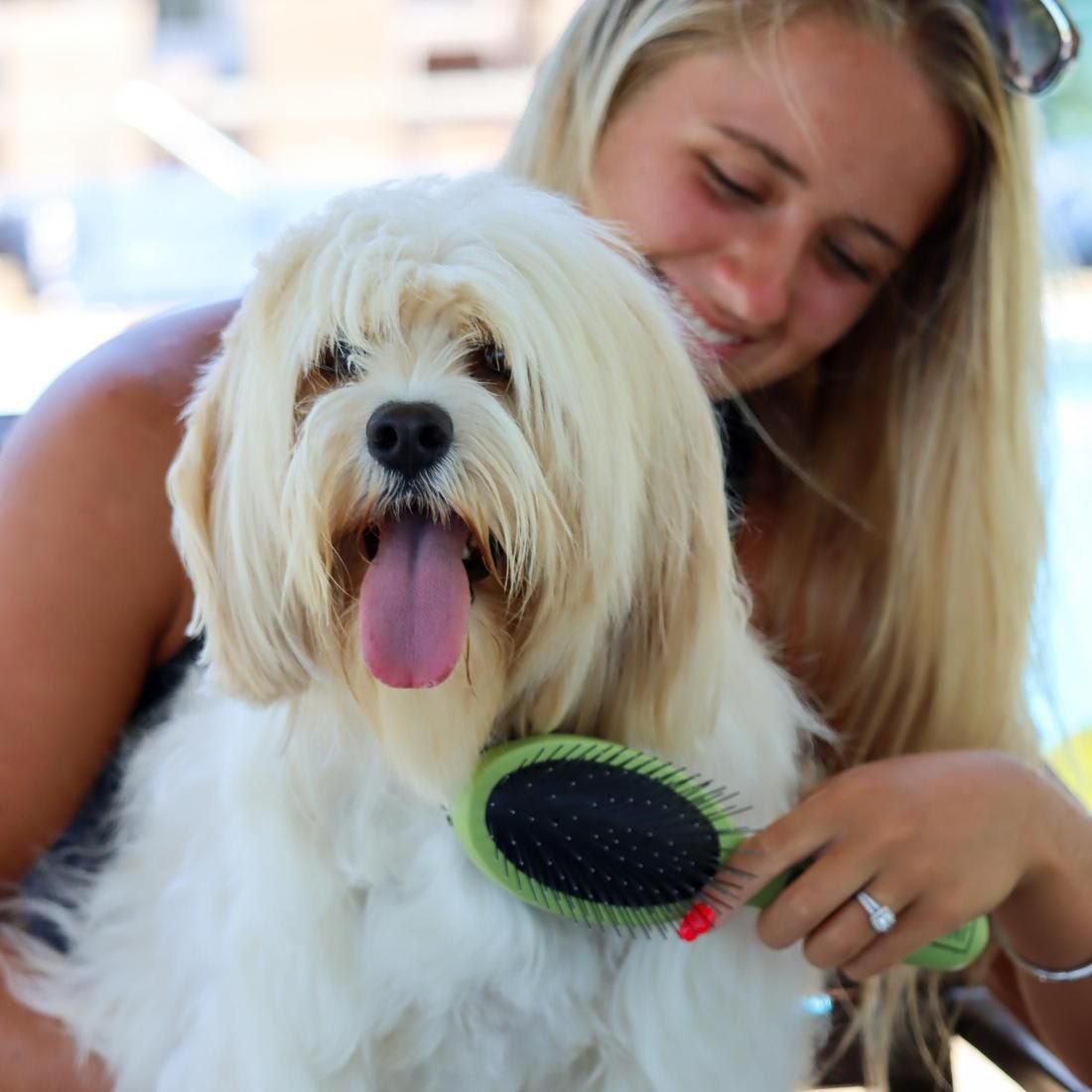 SAFARI Combo Brush for Dogs, Medium - Chewy.com