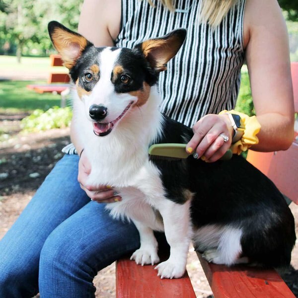 SAFARI Medium Dog Comb with Rotating Teeth - Chewy.com