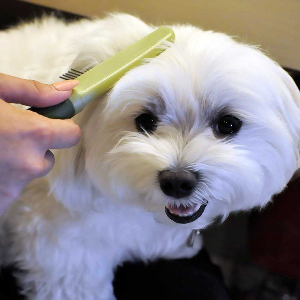 SAFARI Medium Dog Comb with Rotating Teeth - Chewy.com