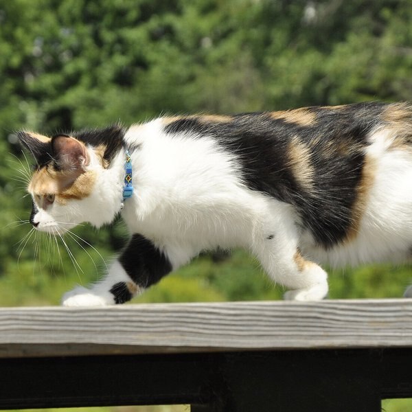 SAFE CAT Fashion Adjustable Breakaway Cat Collar, Pink Zebra - Chewy.com